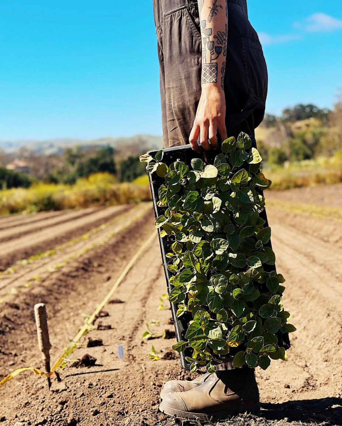 The Official REDBACK BOOTS – REDBACKBOOTS.COM